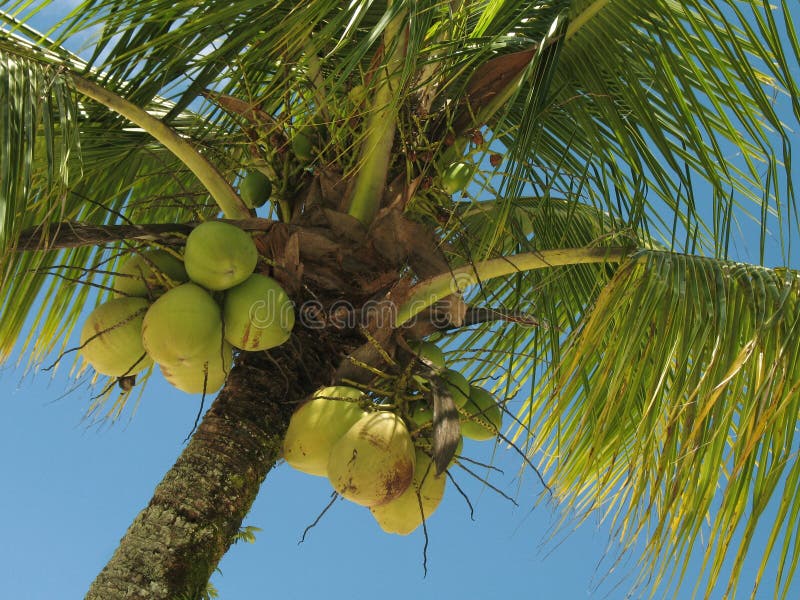 Arbre de noix de coco - 1 photo stock. Image du coco, cocos - 2017344