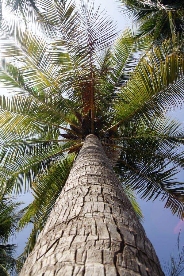 Arbre de noix de coco photo stock. Image du ciel, coconut - 31210108