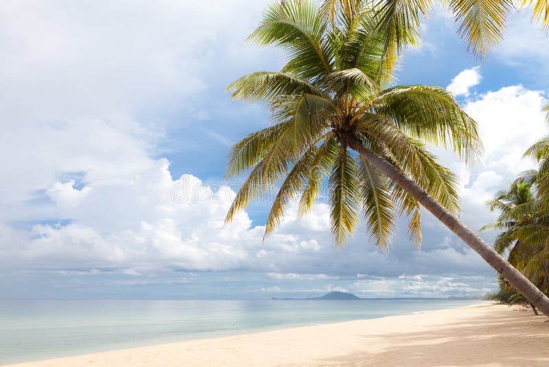 Arbre de noix de coco photo stock. Image du extérieur - 22725392