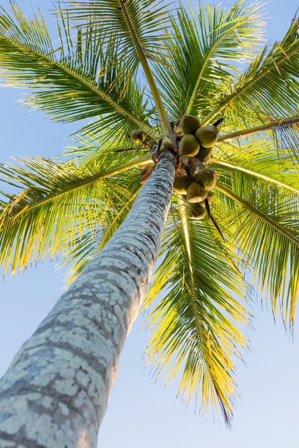 Arbre de noix de coco photo stock. Image du ciel, coconut - 31210108