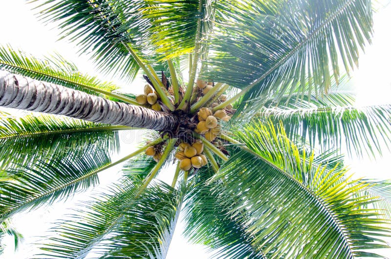 Jeune Fruit Vert De Noix De Coco Sur L'arbre De Noix De Coco Photo ...