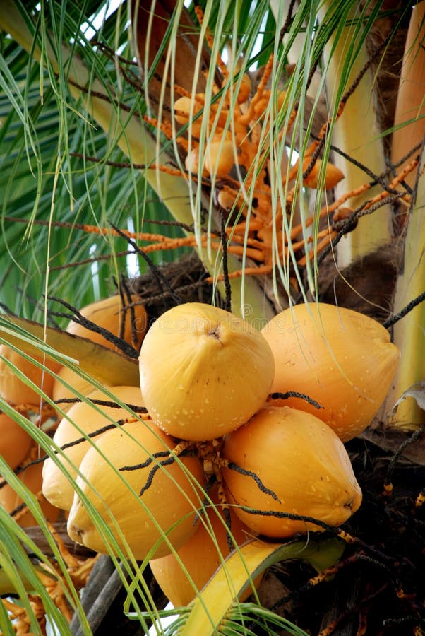 Jeune cocotier photo stock. Image du nourriture, océan - 421764