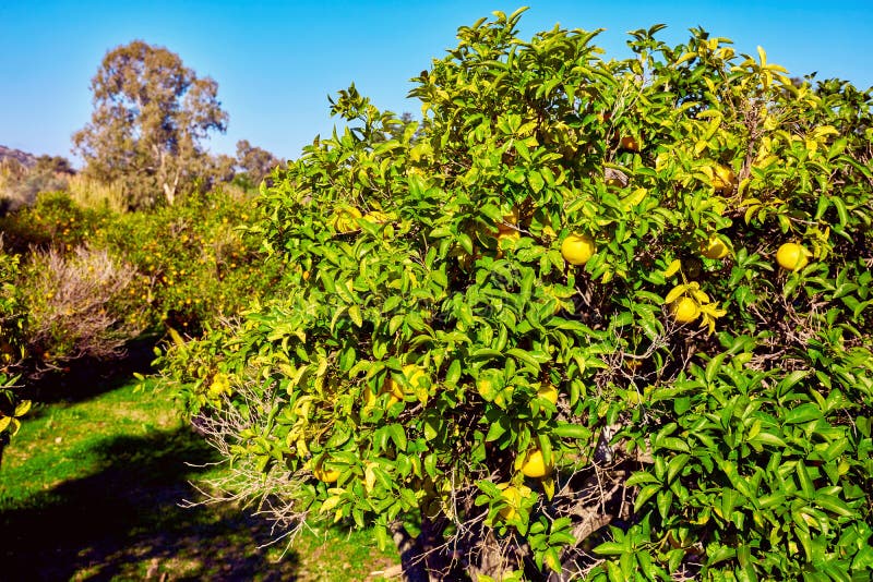 Arbre De Pamplemousse Dans Un Jardin Image stock - Image du juteux ...