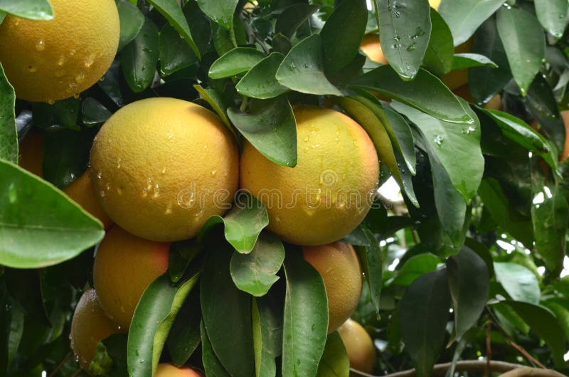 Fleurs De L'arbre De Pamplemousse Qui Produira De Grands Agrumes Comme ...