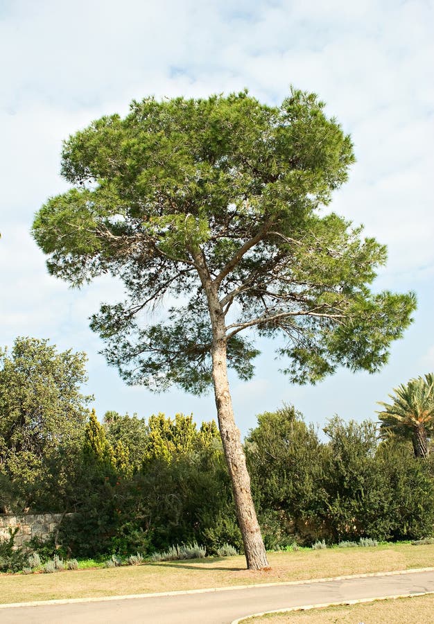 Arbre De Pin Sur Le Fond Blanc Image stock - Image du conifére, zone ...