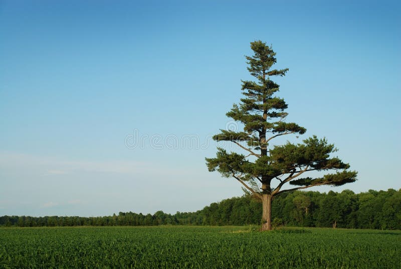 Arbre de pin photo stock. Image du centrale, nordique - 5535116