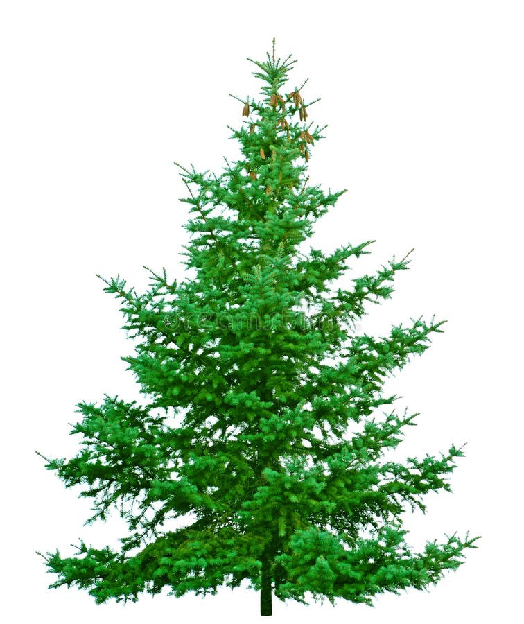 Arbre de pin image stock. Image of écorce, sapin, details - 10688089