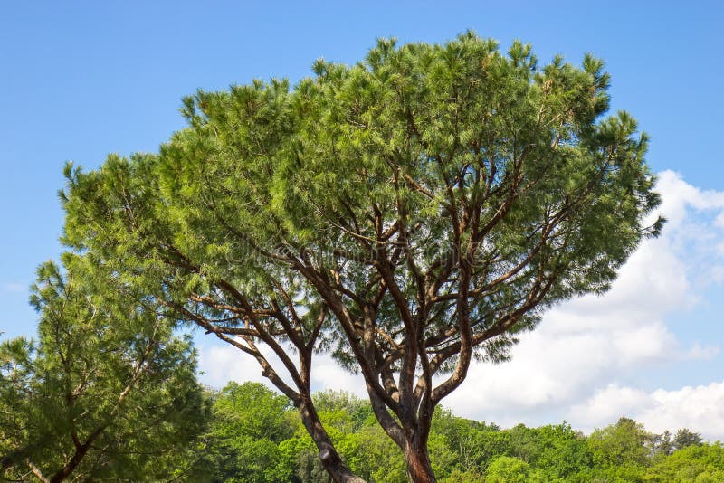 Arbre De Pin En Pierre Italien Photo stock - Image du bleu, ciel: 101798472