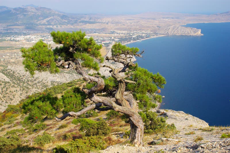 Arbre de pin tordu image stock. Image du crimée, panoramique - 55047167