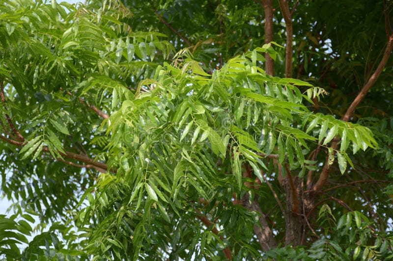Arbre De Neem Dans La Forêt Image stock - Image du branchement ...