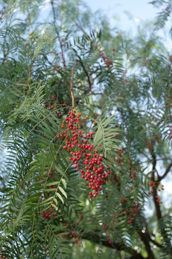 Arbre de poivre photo stock. Image du dinde, nature, poivre - 6414398