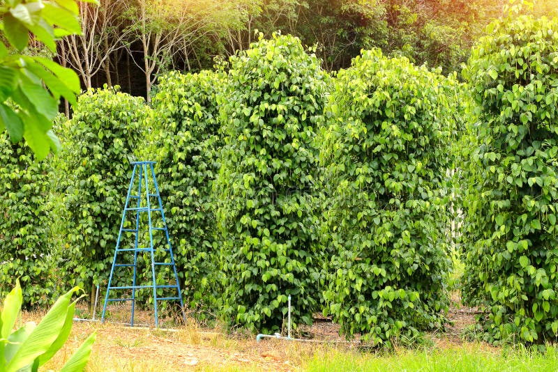 Arbre de poivre image stock. Image du plantation, moisson - 96856263