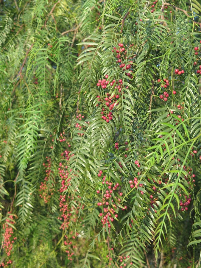 Arbre de poivre photo stock. Image du dinde, nature, poivre - 6414398