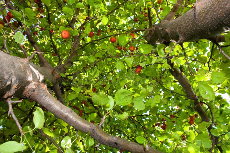 Arbre de pomme sauvage photo stock. Image du nature, arbre - 10955734