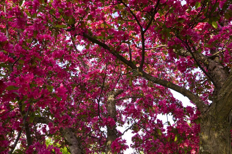Arbre de pomme sauvage photo stock. Image du ressort - 20042088