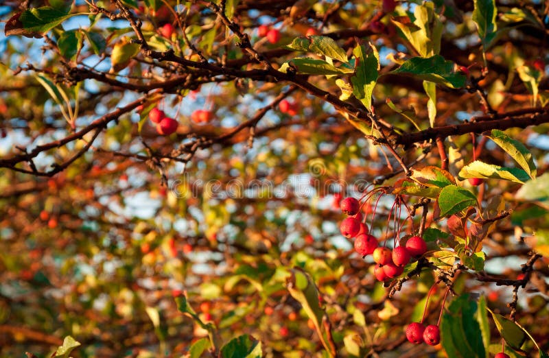 Arbre de pomme sauvage photo stock. Image of lame, automne - 28595132