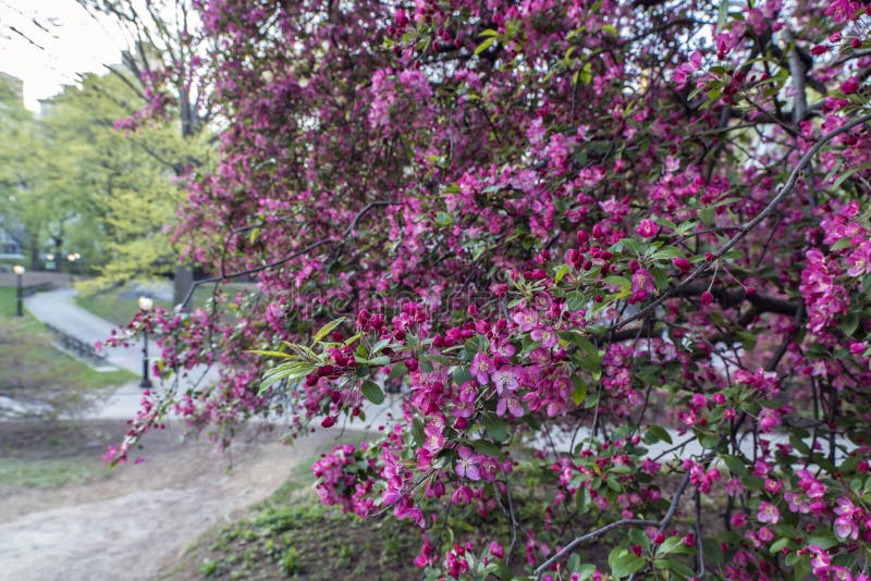 Arbre De Pomme Sauvage - Malus « prince Pourpre » [ Image stock - Image ...