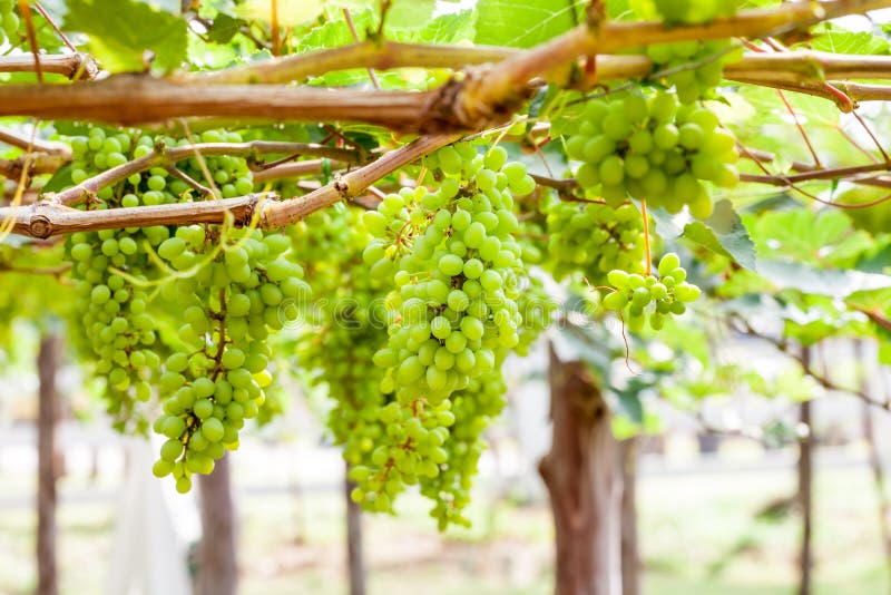Arbre De Raisin Dans Le Jardin Photo stock - Image du organique, fruits ...