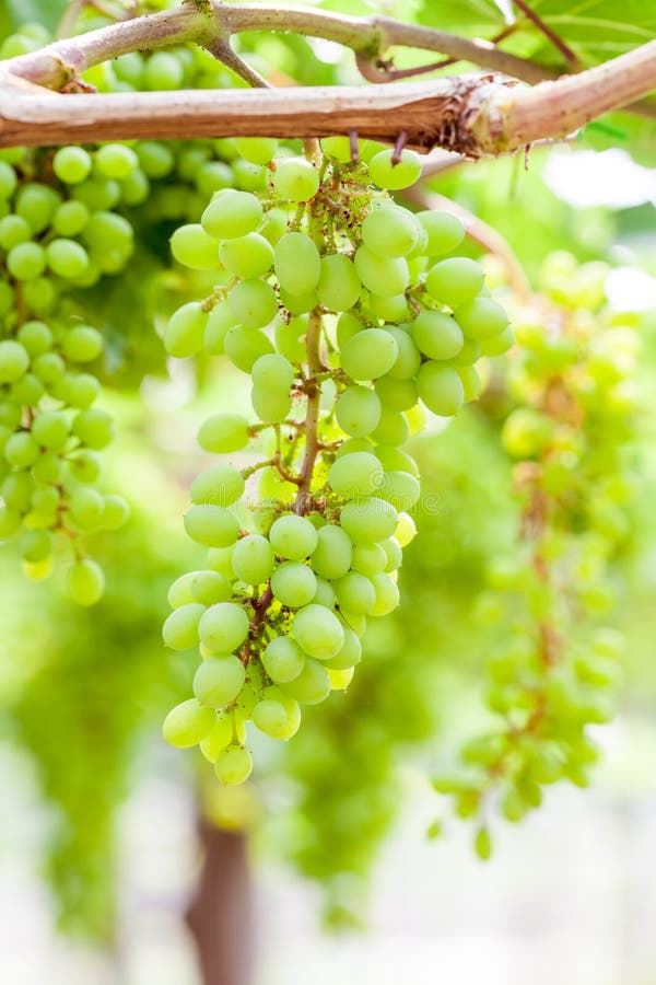 Arbre De Raisin Dans Le Jardin Photo stock - Image du organique, fruits ...