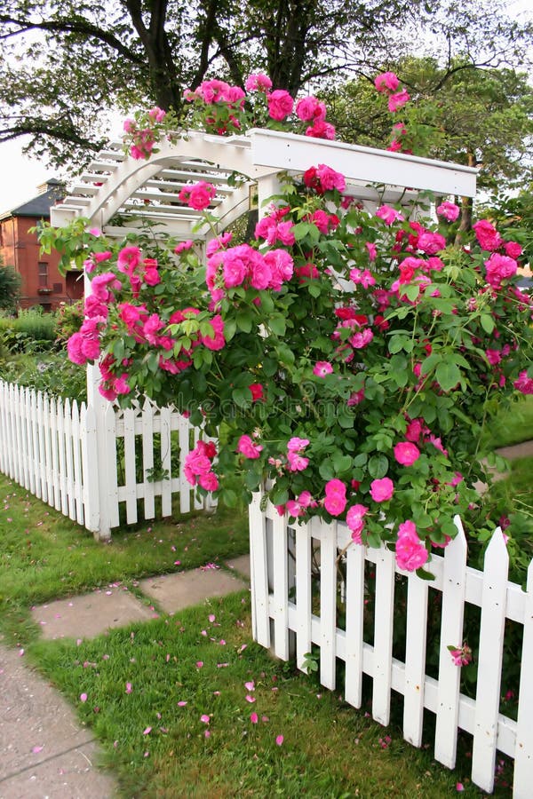 Jardin : Fleurs Roses Et Rouges D'Astilbe Photo stock - Image du masse ...