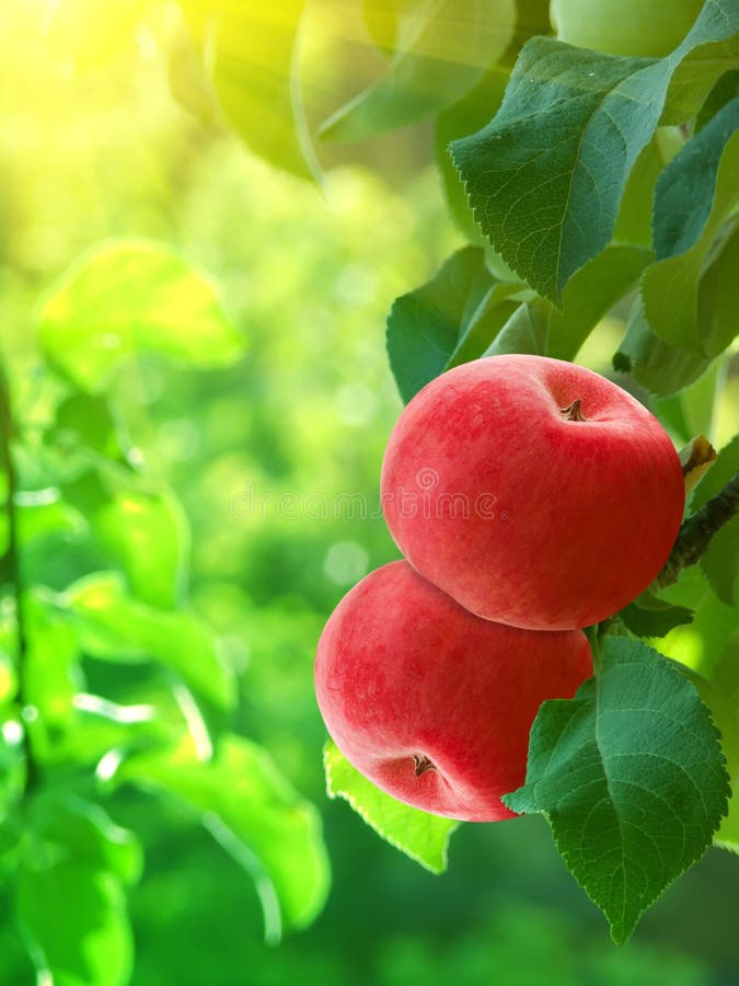 Arbre de rouge de pommes photo stock. Image du jardinage - 11781508