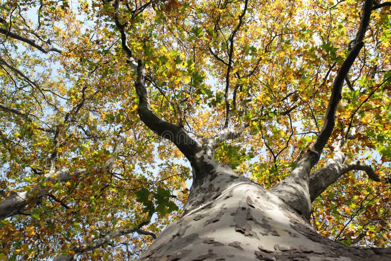 Puissante Acre De Sycamore Pseudoplatanus Dans La Forêt Naturelle Des ...