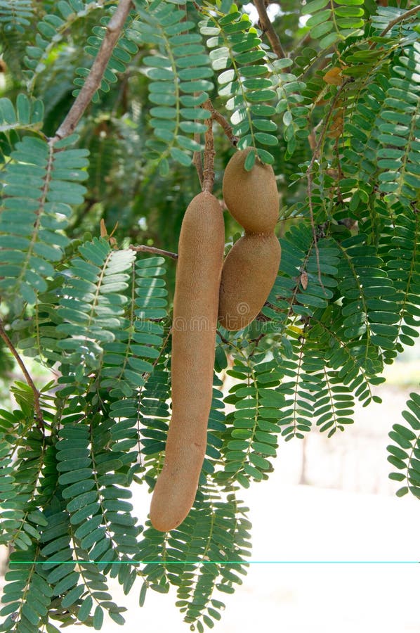 Arbre de tamarinier photo stock. Image du exotique, normal - 38897268