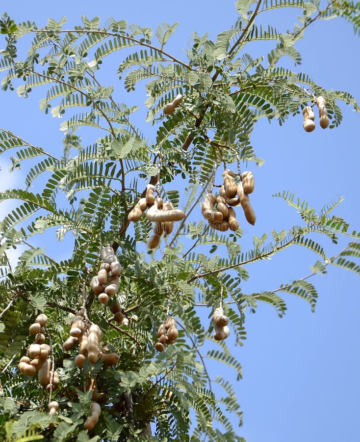 Arbre de tamarinier photo stock. Image du tropical, feuillets - 48850178