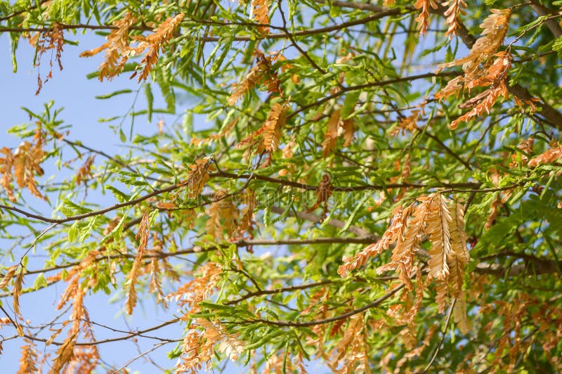 Arbre De Tamarinier Dans Le Jardin Image stock - Image du accroissement ...