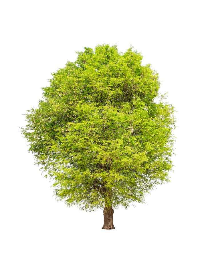 Arbre De Tamarinier (tamarindus Indica) Photo stock - Image du vert ...
