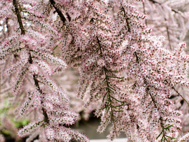 Fleur d'arbre de tamaris image stock. Image du vert - 130801985