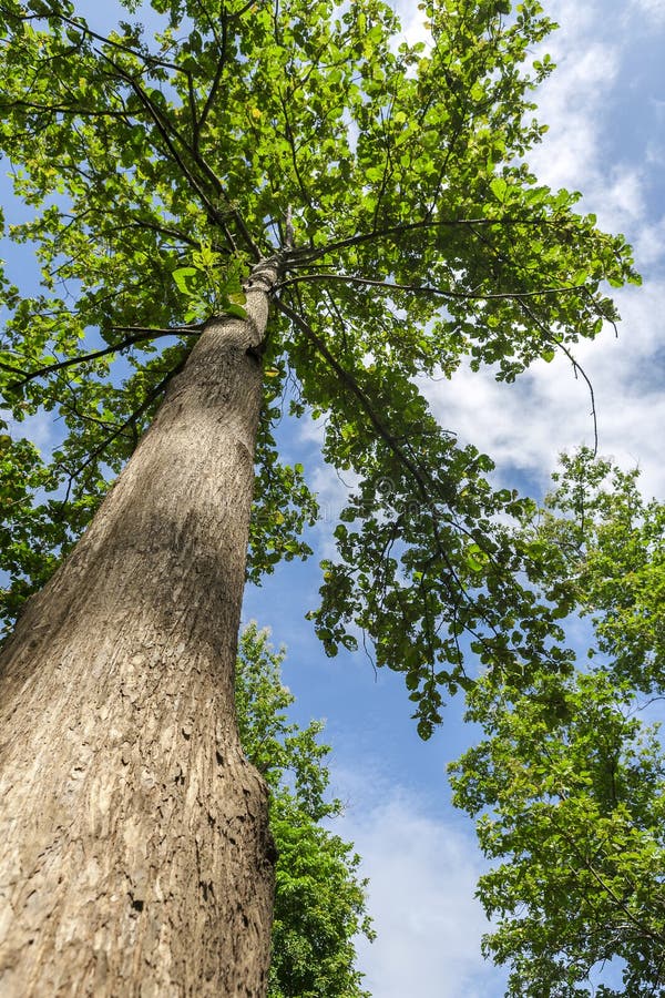 Arbre de teck image stock. Image du teck, arbre - 35059745
