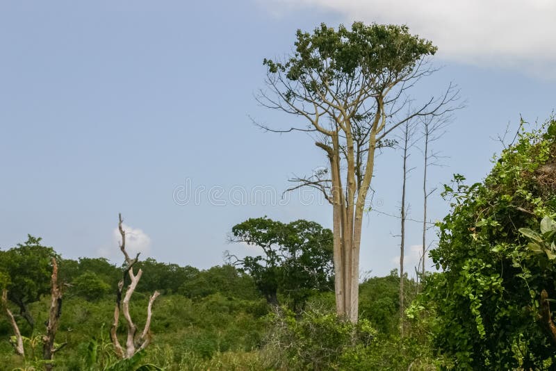 Arbre de teck photo stock. Image du monde, élément, texture - 35059728