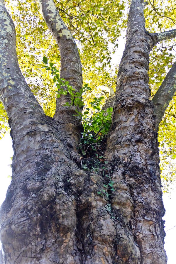 Bois de tige de texture photo stock. Image du cheminée - 37630300