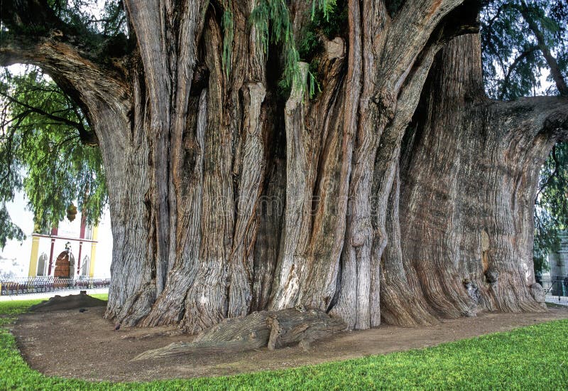 Arbre de Tule image stock. Image du branchement, mexicain - 19853535