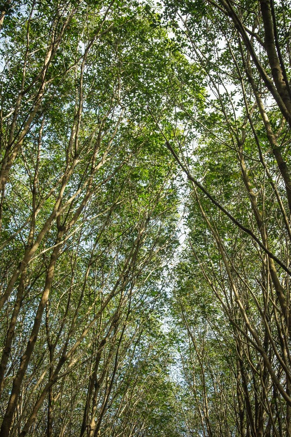 Arbre En Caoutchouc, Plantation En Caoutchouc Image stock - Image du ...