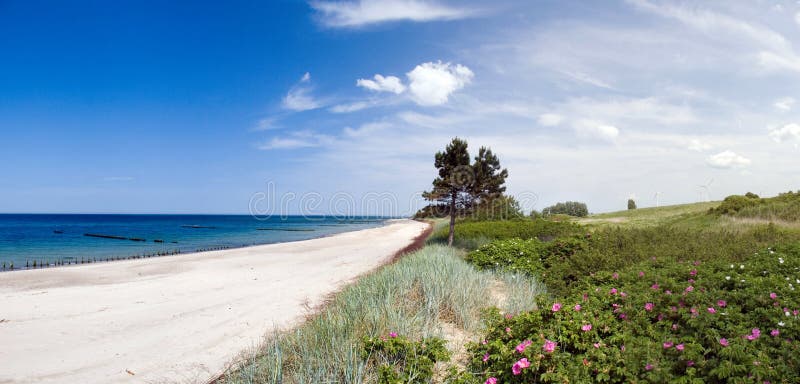 Arbre en mer. photo stock. Image du panoramique, pré, vert - 2553962
