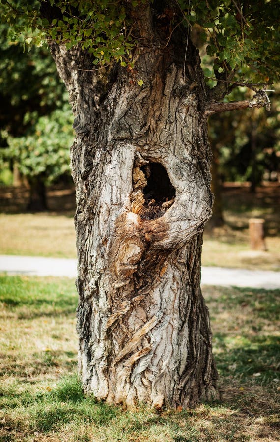 Arbre En Parc Avec Une Cavité Image stock - Image du emboîtement ...