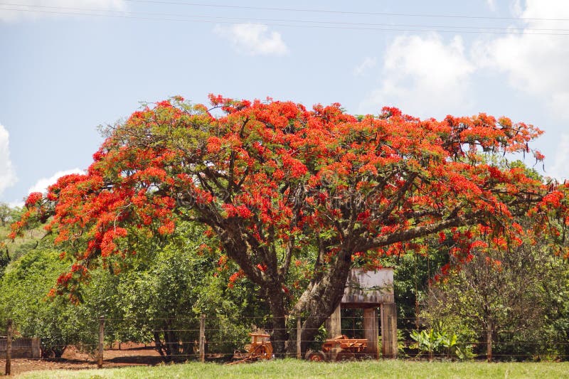 Arbre flamboyant photo stock. Image du ferme, fleuraison - 27741912