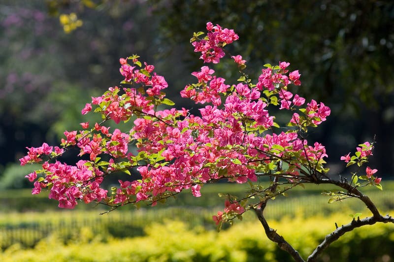 Arbre fleuri photo stock. Image du fleuraison, printemps - 779428