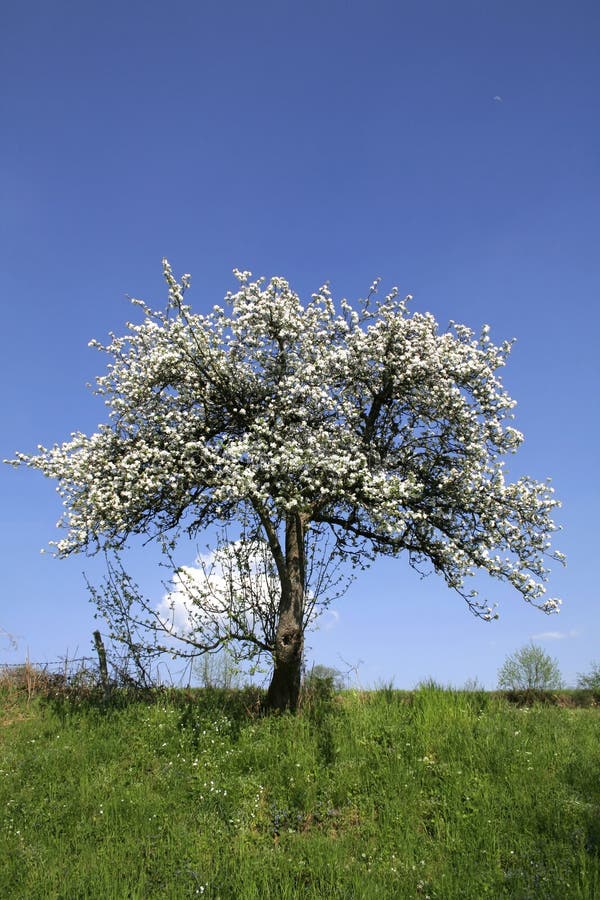Arbre fleuri au printemps photo stock. Image du botanique - 2618540