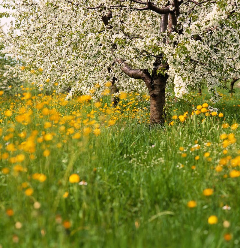 Arbre Fleurissant Au Printemps Photo stock - Image du fleuraison, jour ...