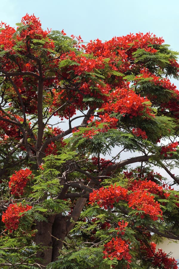 Arbre fleurissant rouge photo stock. Image du fleurs, ensoleillé - 7738086