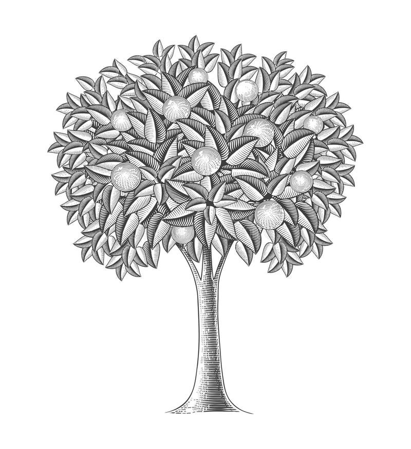 Arbre Fruitier Dans Le Style De Gravure Illustration Stock ...