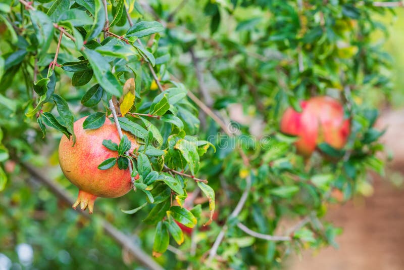 Arbre Fruitier De Grenade Dans Le Jardin D'automne, Chypre Image stock ...