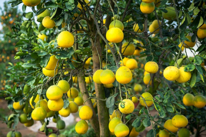Fruit Vert De Pamplemousse Sur Un Arbre Photo stock - Image du santé ...