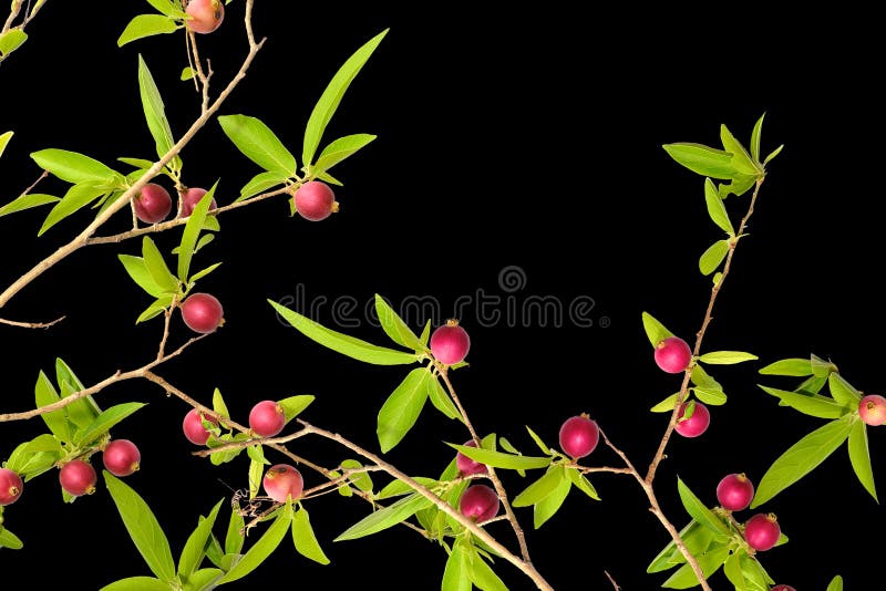 Fruits Rouges Sur Un Arbre Dans Un Parc Sur Une Colline. Chili Puerto ...