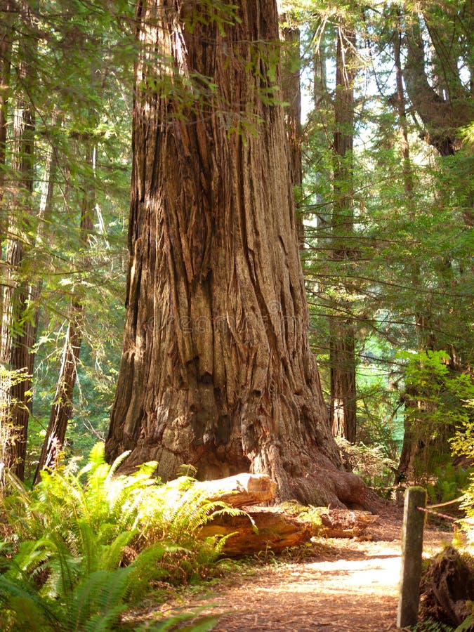 Forêt Géante De Séquoia Au Grand Parc D'état De Bassin Image stock ...