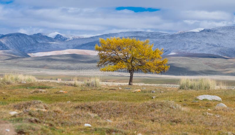Arbre isolé image stock. Image du désert, scénique, ciel - 133355059