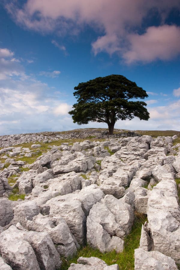 Arbre isolé image stock. Image du herbe, verticale, facile - 17444333